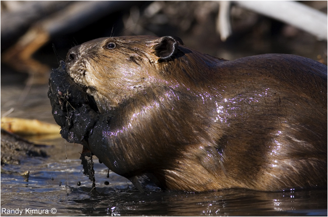 The Canadian Nature Photographer - Wildlife Photography Close to Home ...