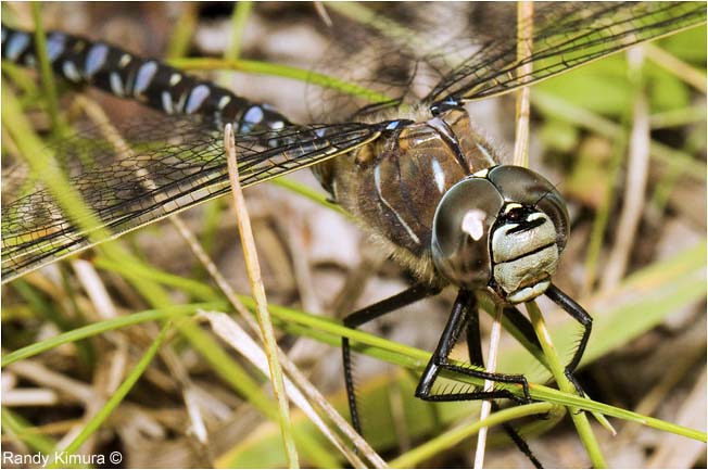 The Canadian Nature Photographer - Wildlife Photography Close to Home ...