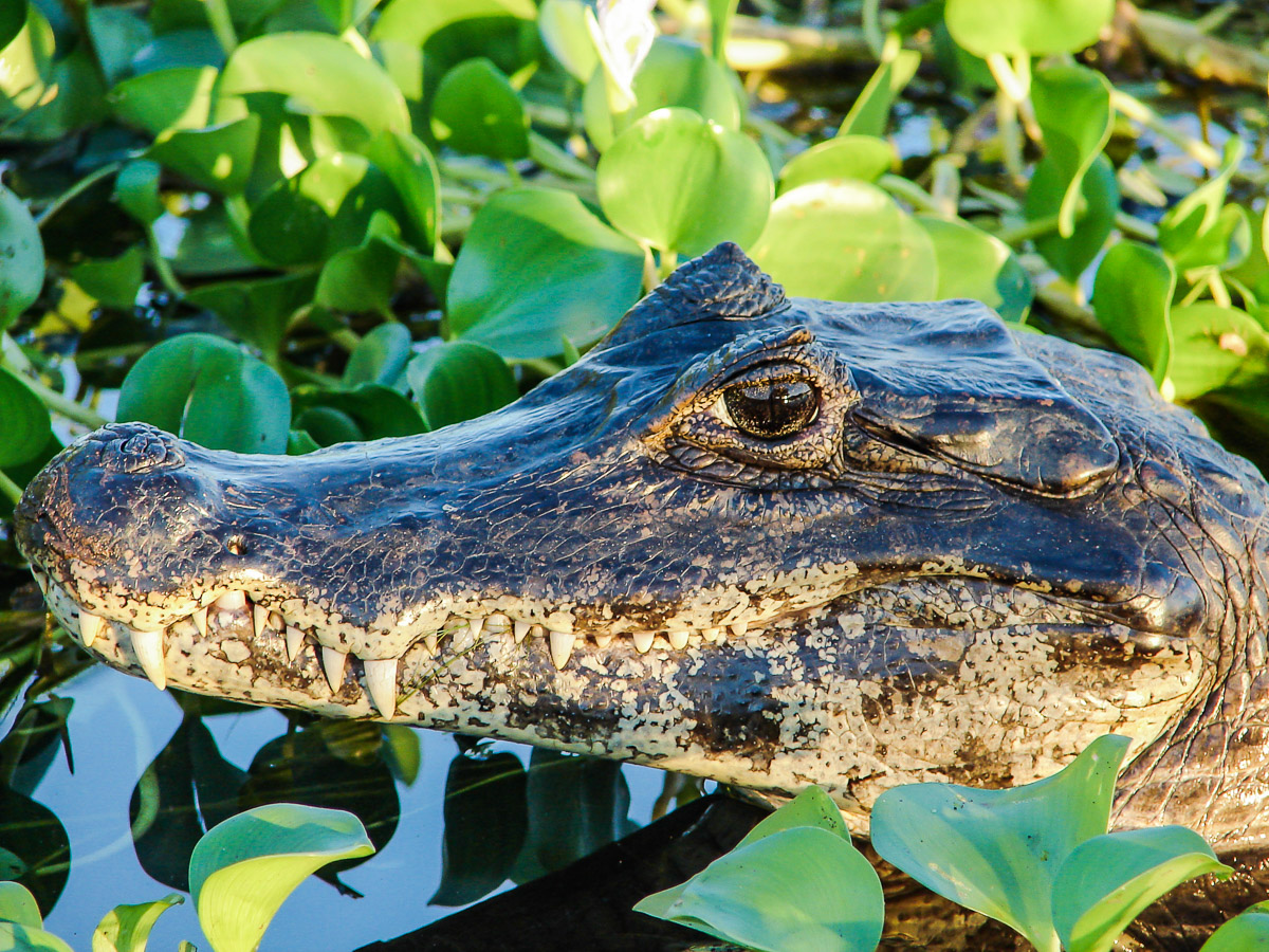 Photographing Brazil's Pantanal by Reinhard Thomas - The Canadian ...