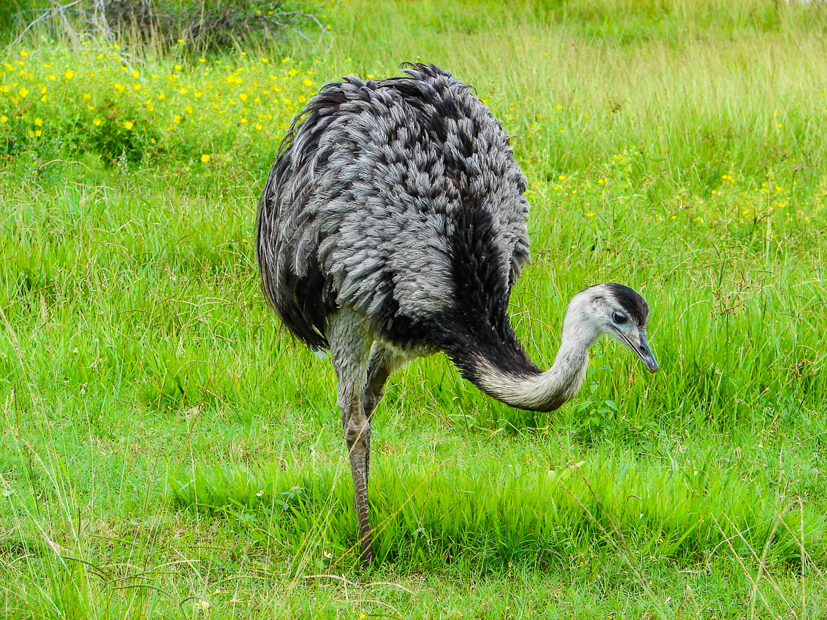 Photographing Brazil's Pantanal by Reinhard Thomas - The Canadian ...