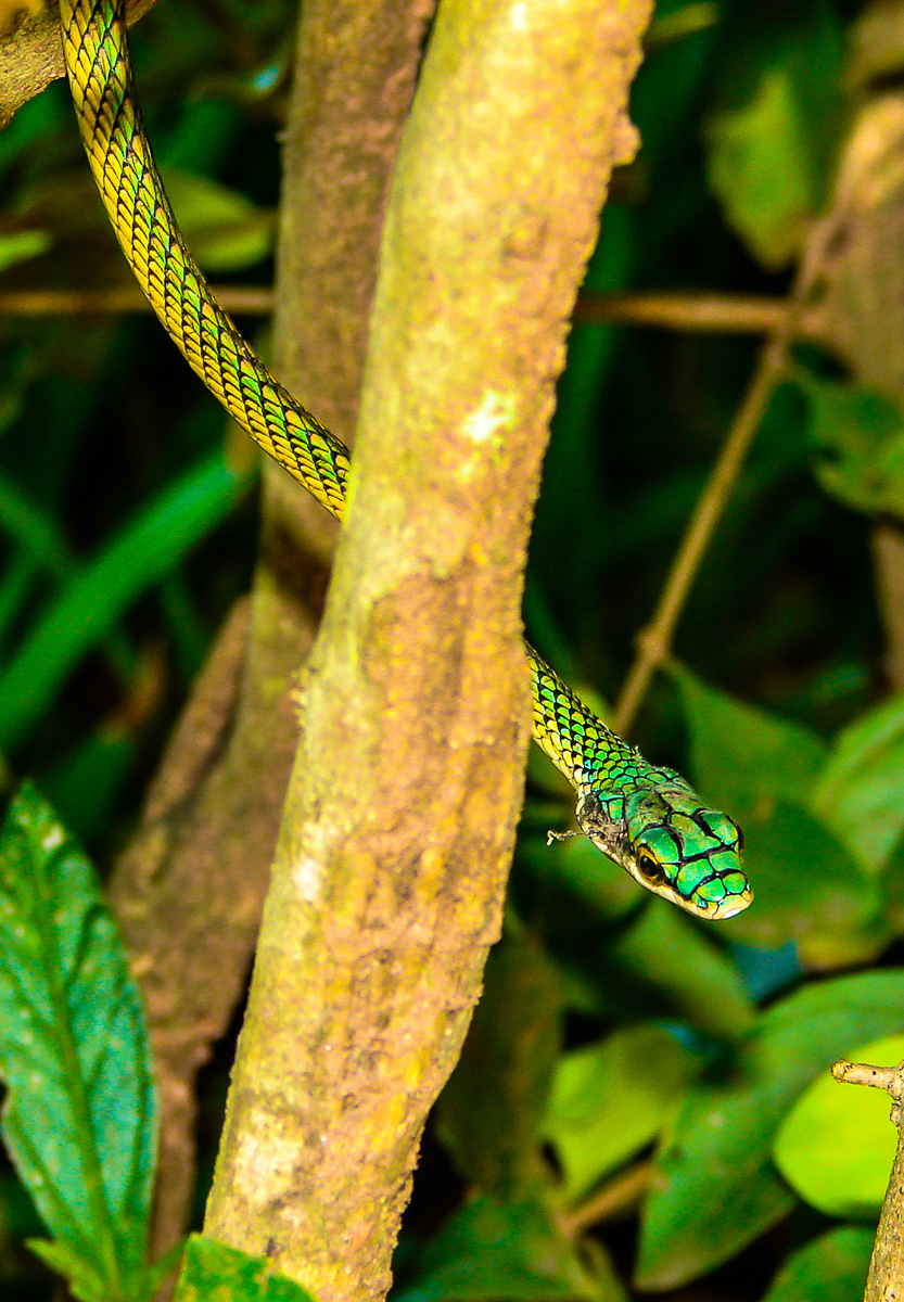 Photographing Brazil's Pantanal by Reinhard Thomas - The Canadian ...