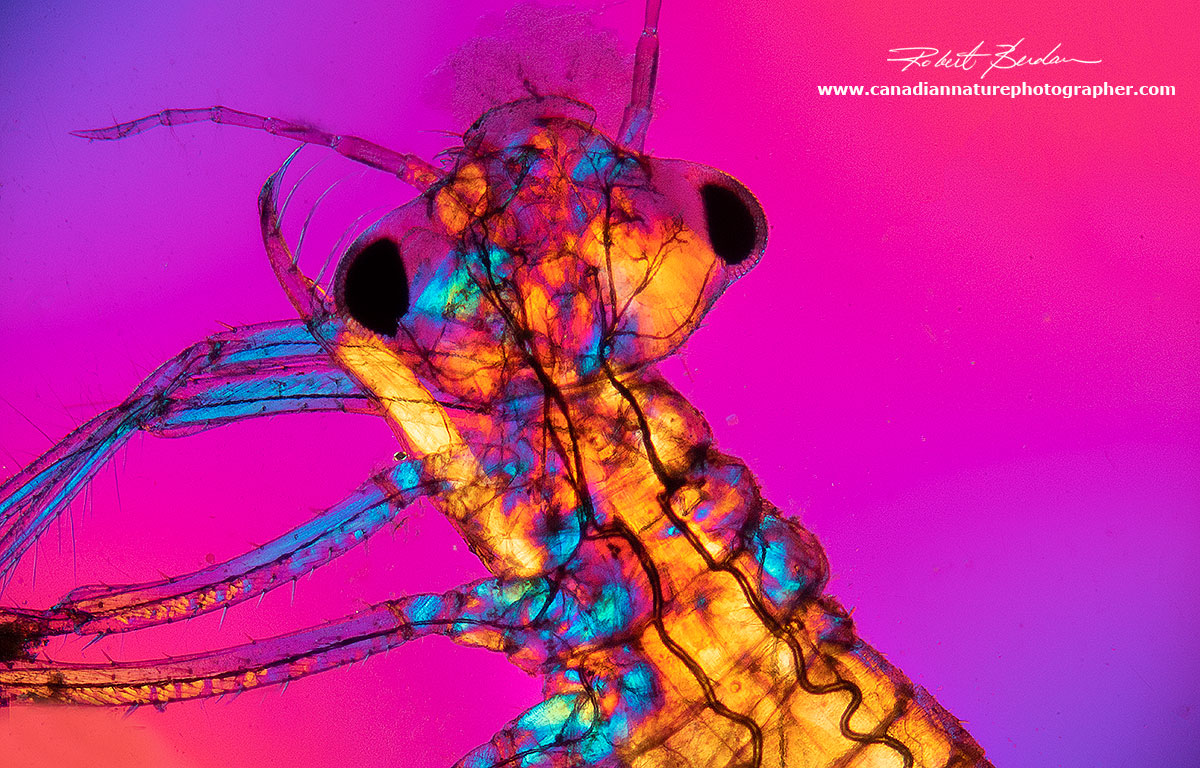 Microscopic Animals In Pond Water