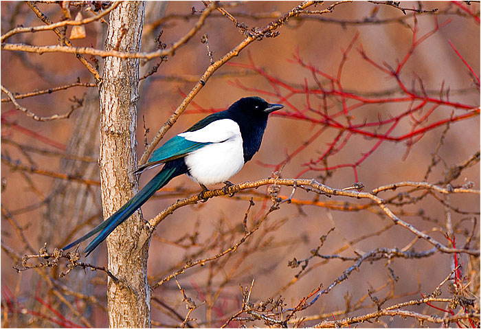 The Canadian Nature Photographer