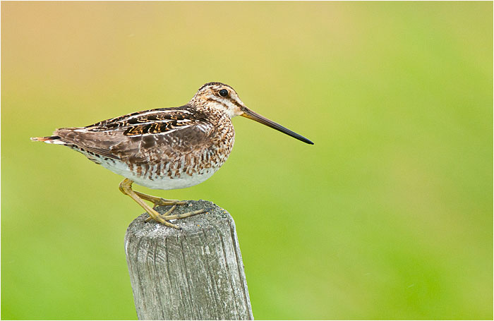 The Canadian Nature Photographer