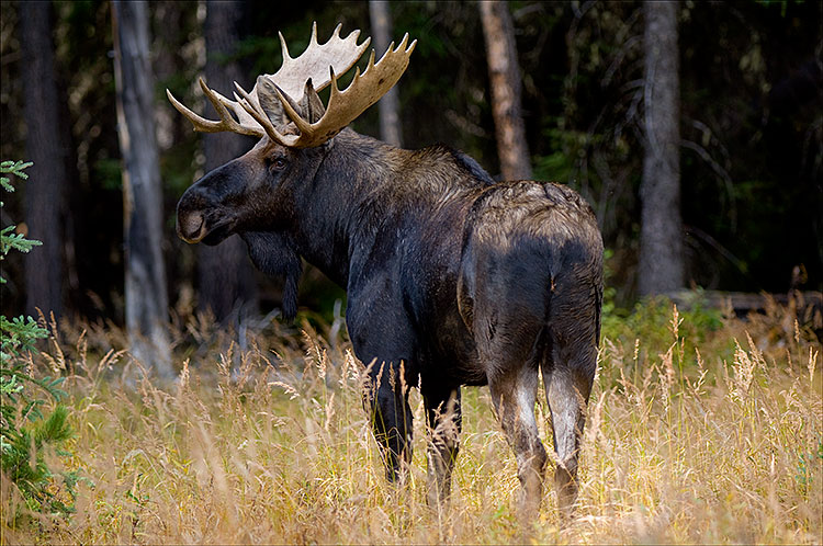 Moose Gallery - The Canadian Nature Photographer