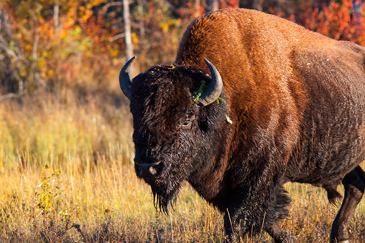 Bison Gallery The Canadian Nature Photographer