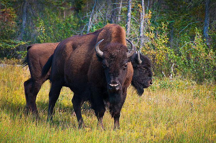 Bison Gallery The Canadian Nature Photographer