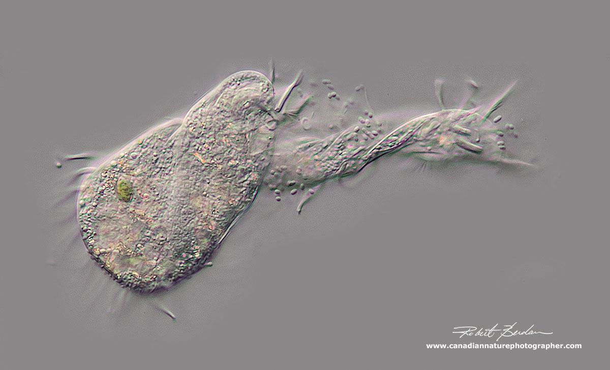 The Canadian Nature Photographer - Photomicrography Portfolio III ...