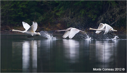 The Canadian Nature Photographer